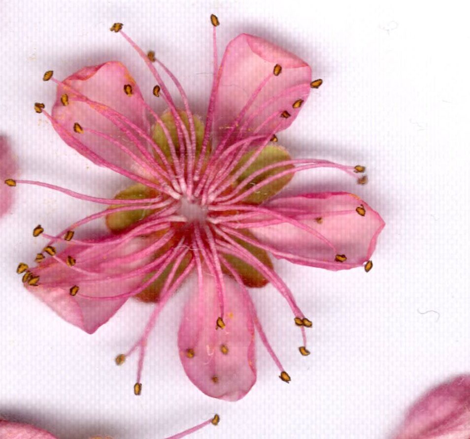 A Petal Saved - Flower Preservation